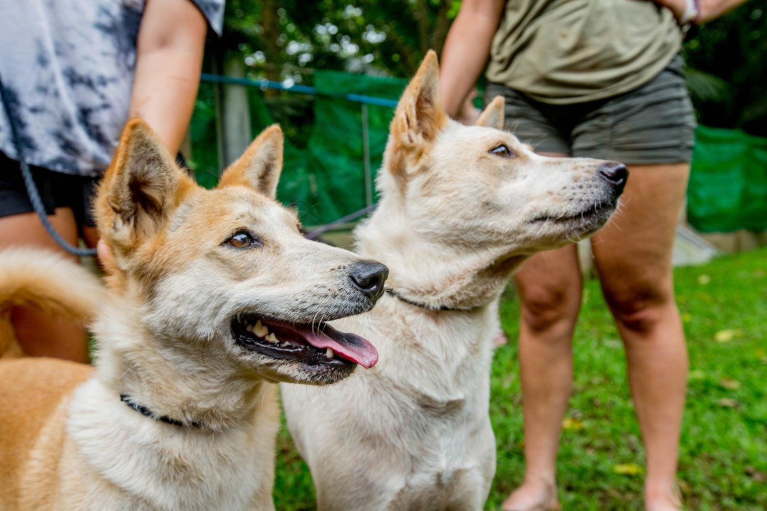 Thailand College Pre-Vet Medicine - Loop Abroad - Veterinary Study Abroad