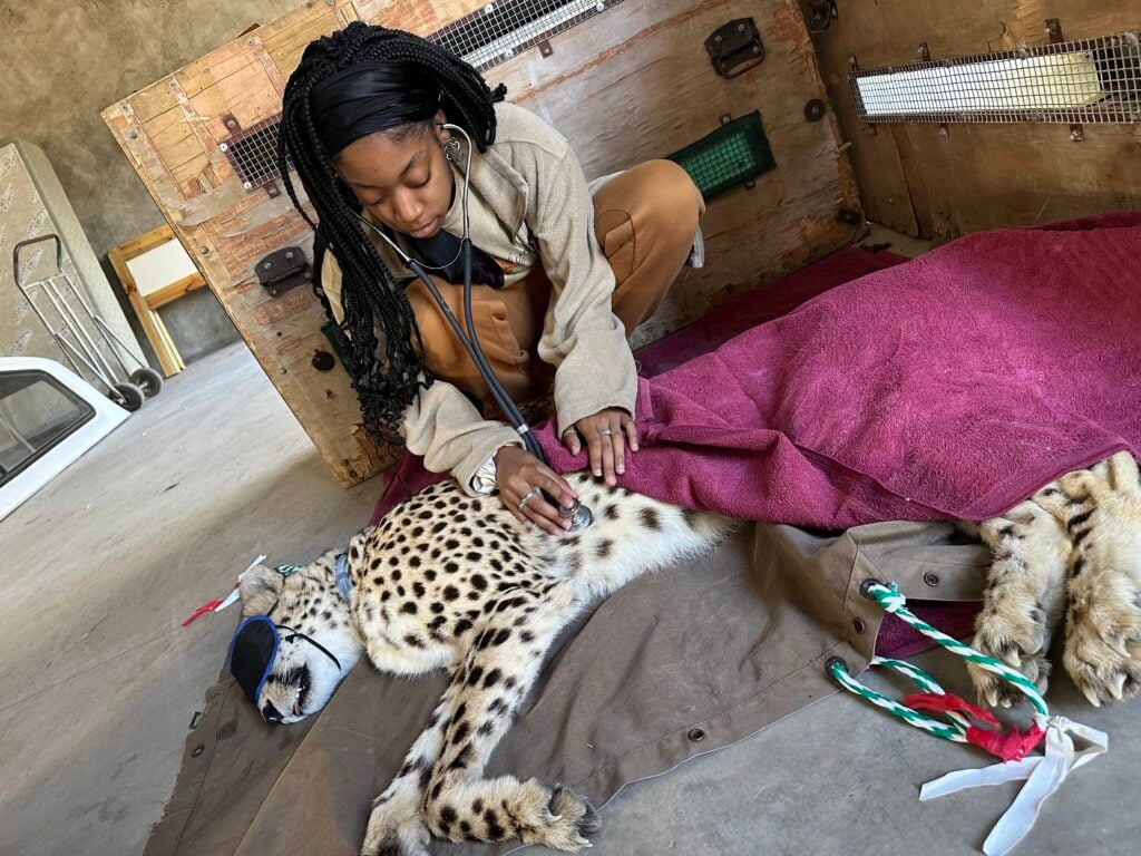 South Africa 4-Week Experience - Loop Abroad - Veterinary Service and ...