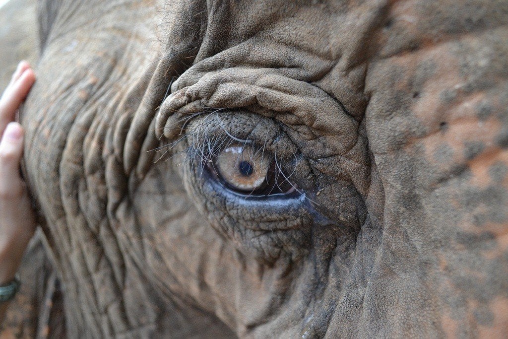 Elephant Medicine Externship - Loop Abroad - Veterinary Service and ...