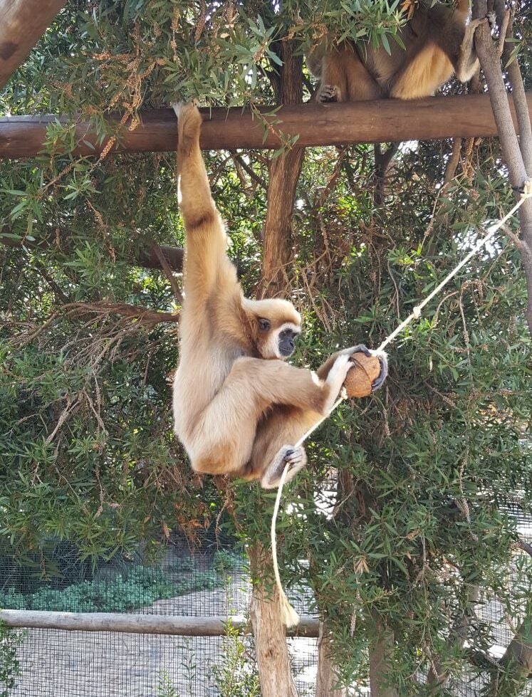 South Africa Zoo Medicine - Loop Abroad - Veterinary Service and Study ...