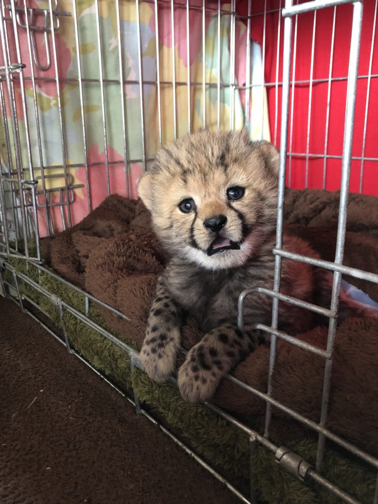 South Africa Zoo Medicine - Loop Abroad - Veterinary Service and Study ...