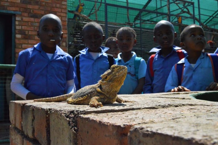 South Africa Zoo Medicine - Loop Abroad - Veterinary Service and Study ...