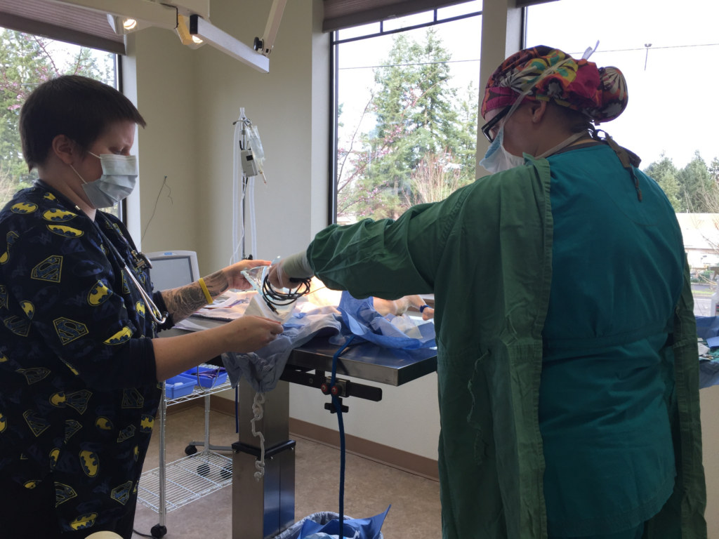 Amy Joynt, DVM - Loop Abroad