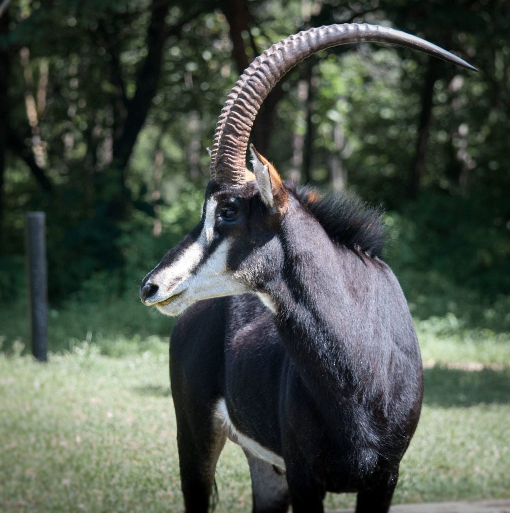 Malawi Wildlife Conservation and Research Fellowship - Loop Abroad