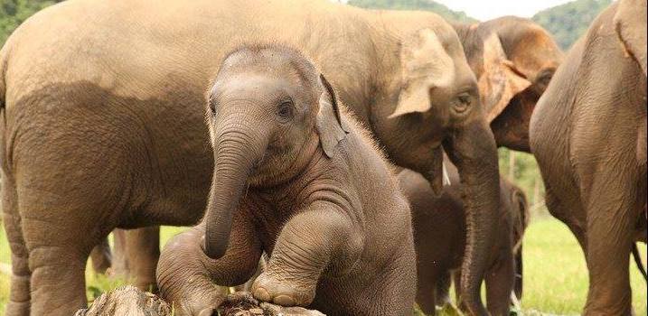 Elephant Medicine Conference Online - A Weekend in Thailand - Loop Abroad