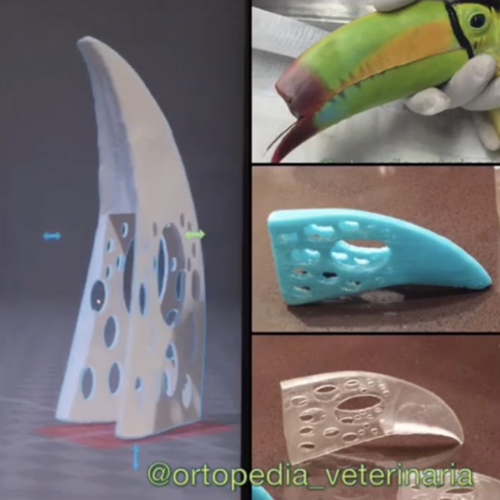 Prosthetics Design: Engineering in Veterinary & Human Medicine - Loop ...