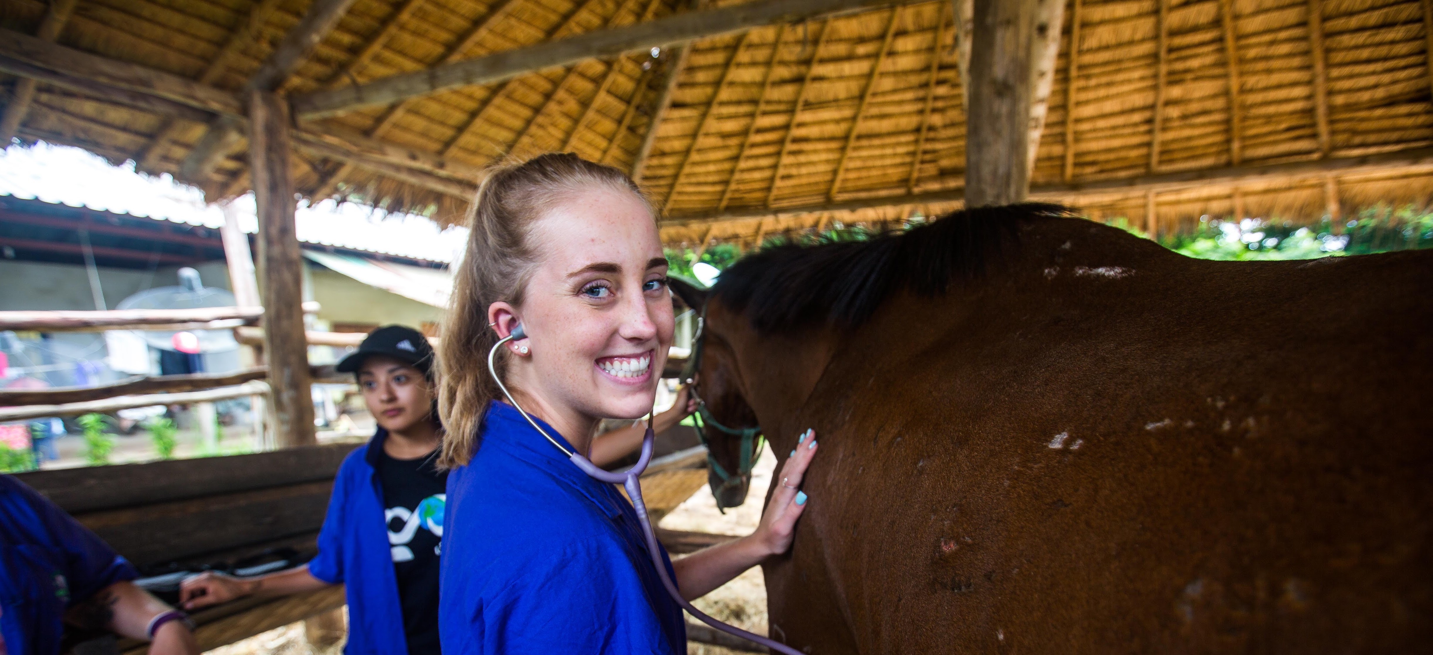 Elephant Medicine Conference Online - A Weekend in Thailand - Loop Abroad