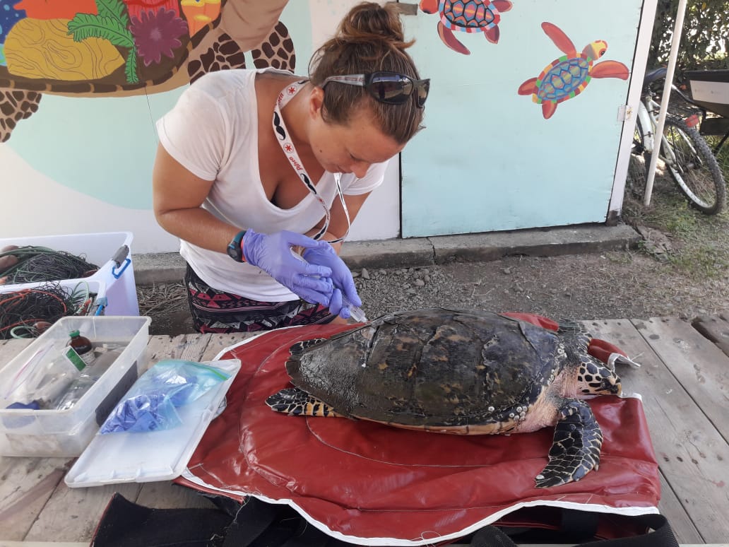 Costa Rica Sea Turtle Conservation and Research - Loop Abroad