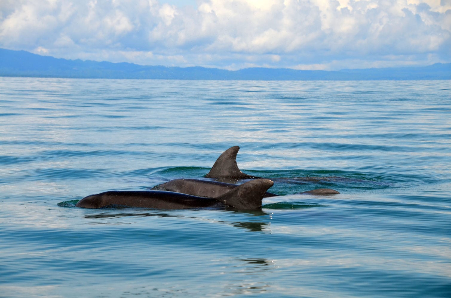 Costa Rica Dolphin Conservation and Research - Loop Abroad