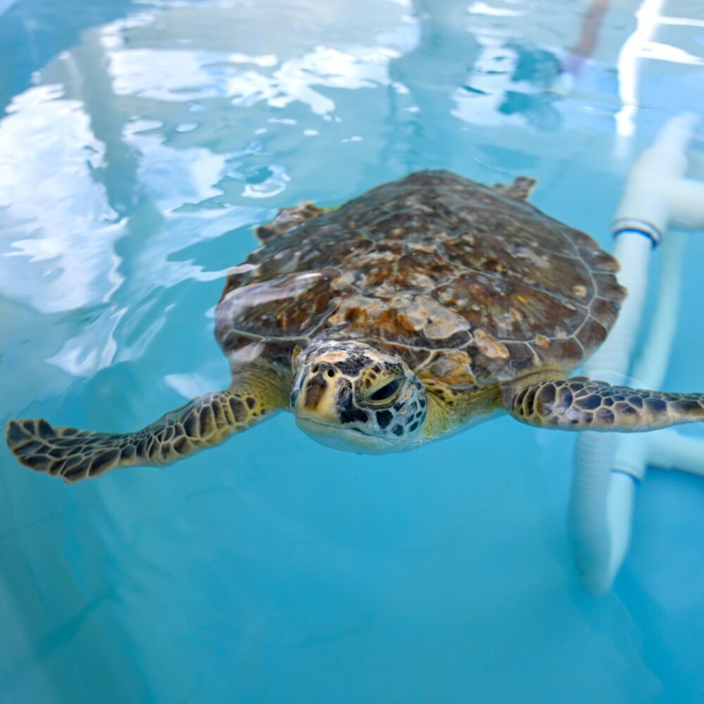 Florida Sea Turtle Conservation - Loop Abroad - Veterinary Study Abroad