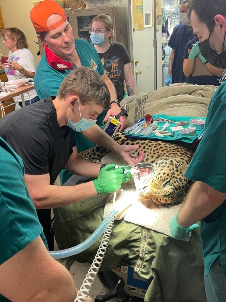 What to wear when shadowing a veterinarian - Loop Abroad