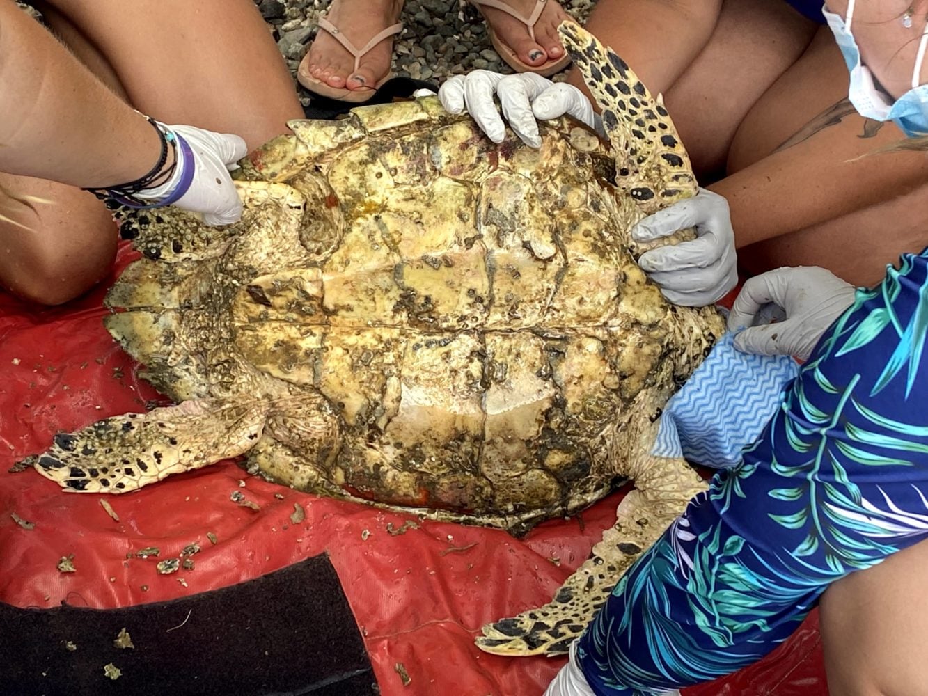 Costa Rica Sea Turtle Conservation and Research - Loop Abroad