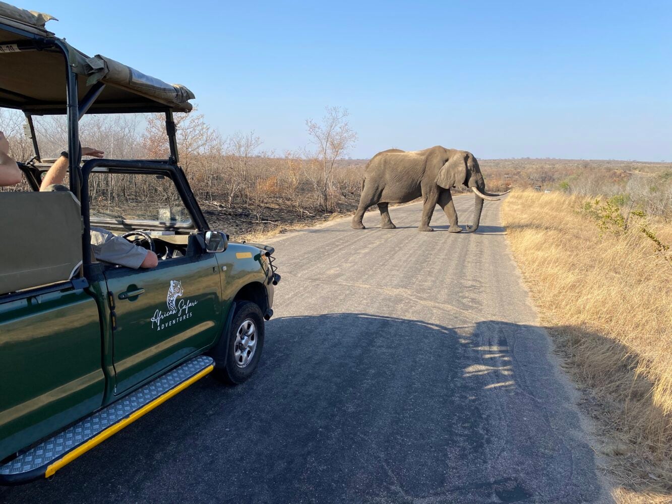 South Africa 4-Week Experience - Loop Abroad - Veterinary Service and Study Abroad