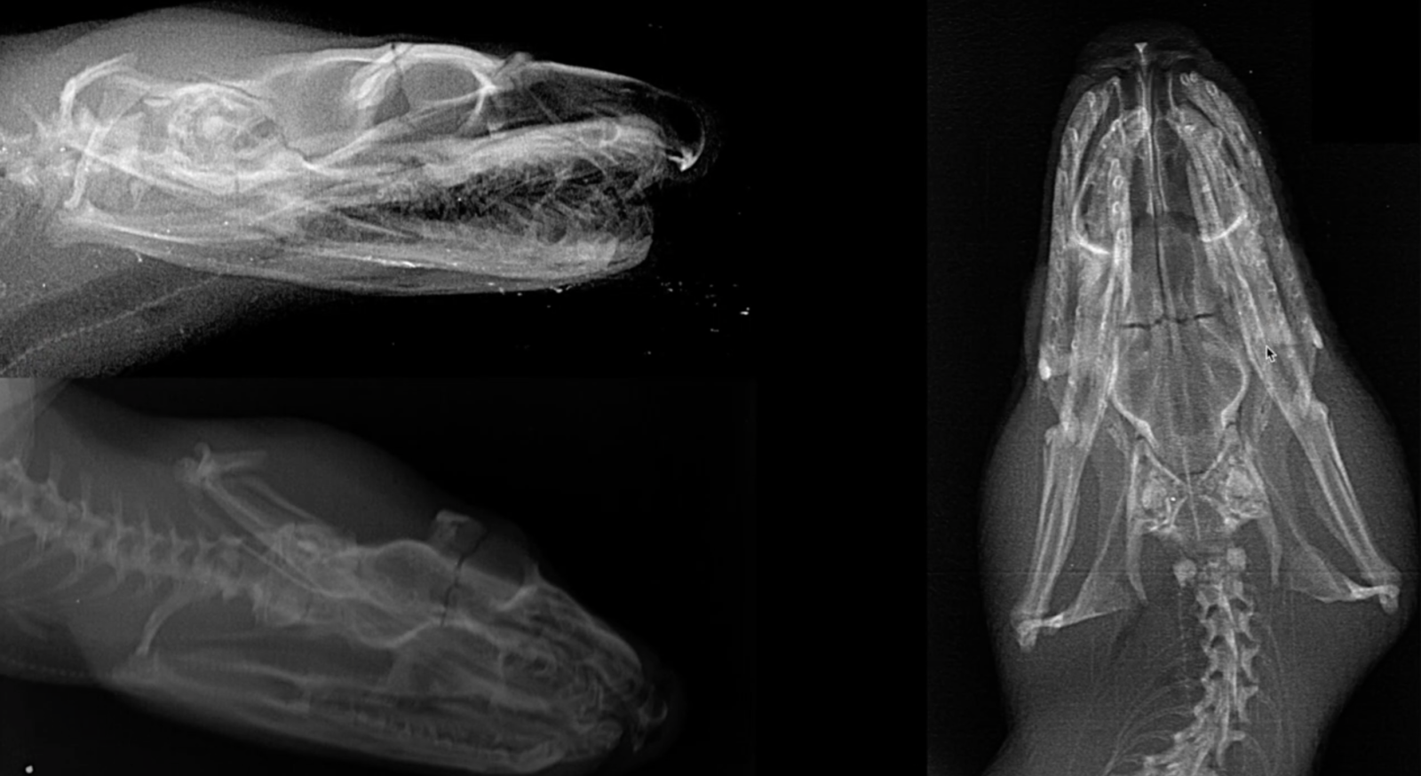 Veterinary Radiology: Exotics Diagnostic Imaging - Loop Abroad