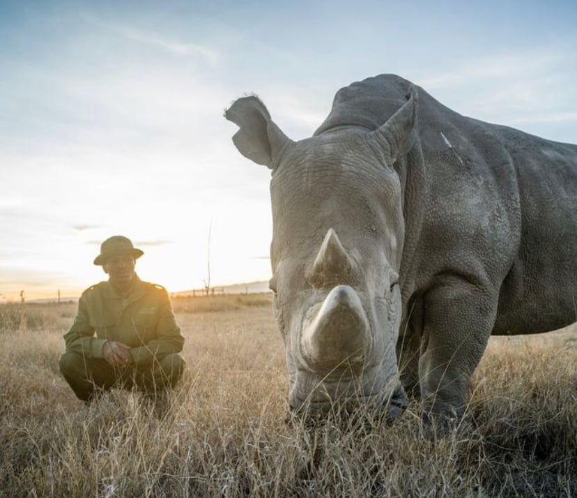 Northern White Rhino Conservation Safari: Kenya - Loop Abroad ...