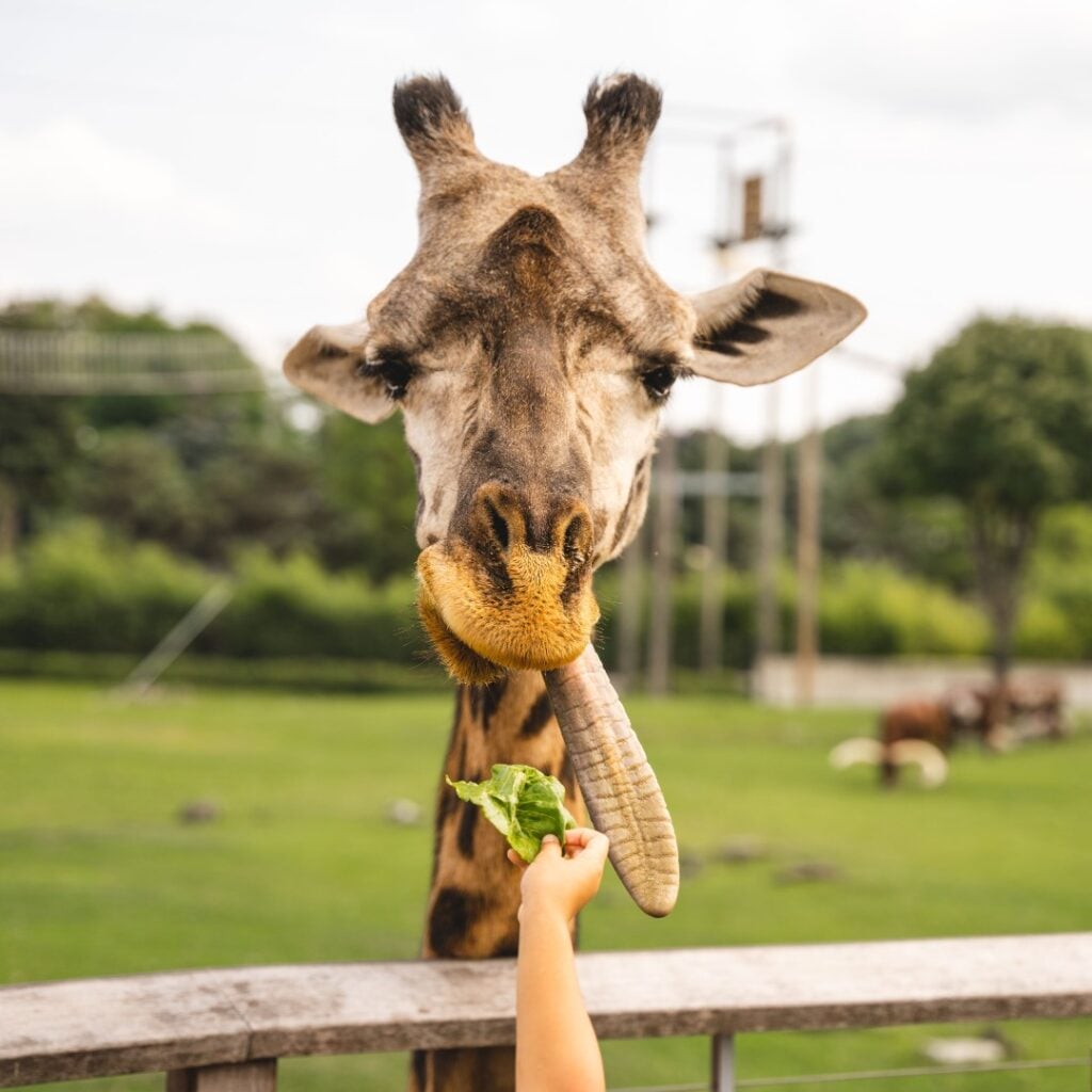 The Toledo Zoo Pre-Vet Spring Break - Loop Abroad