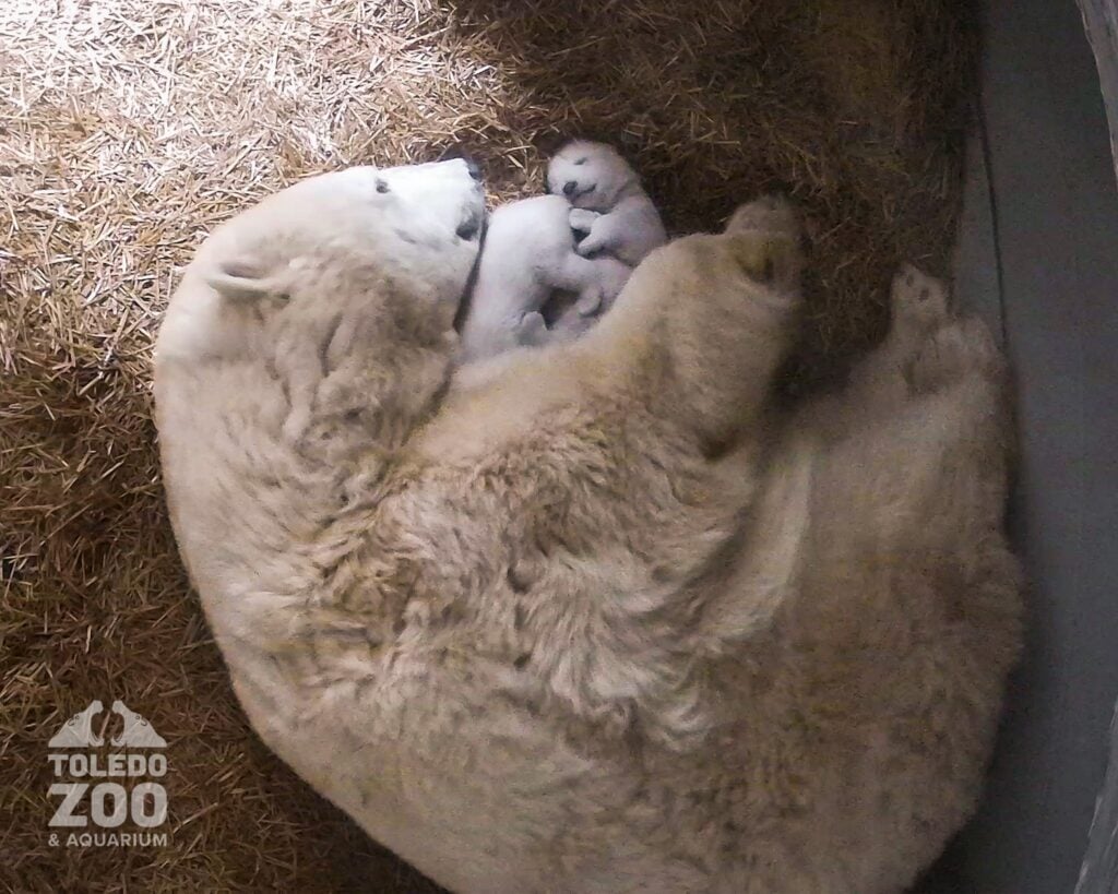 The Toledo Zoo Pre-Vet Med - Loop Abroad