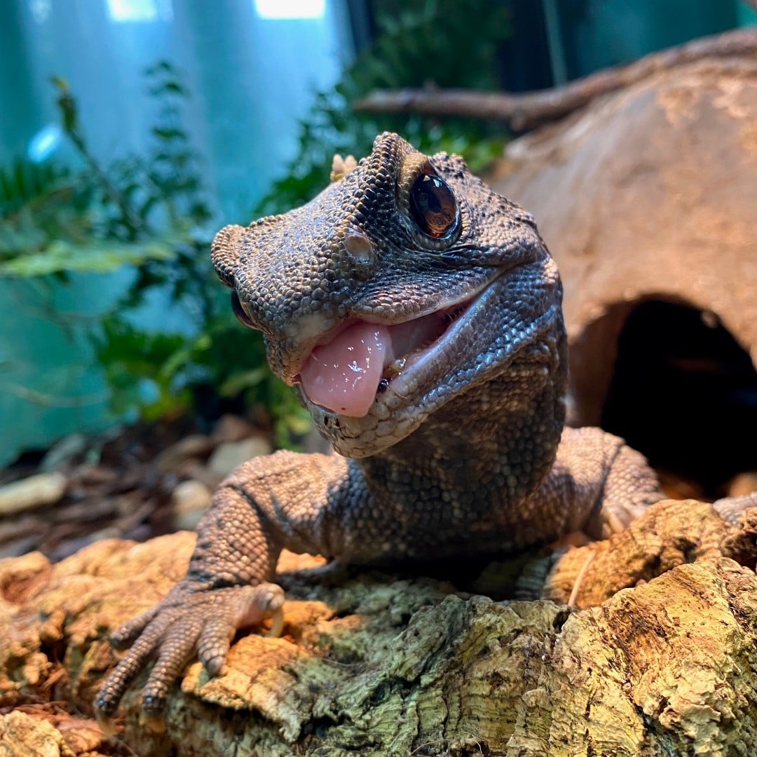 The Toledo Zoo Pre-Vet Med - Loop Abroad