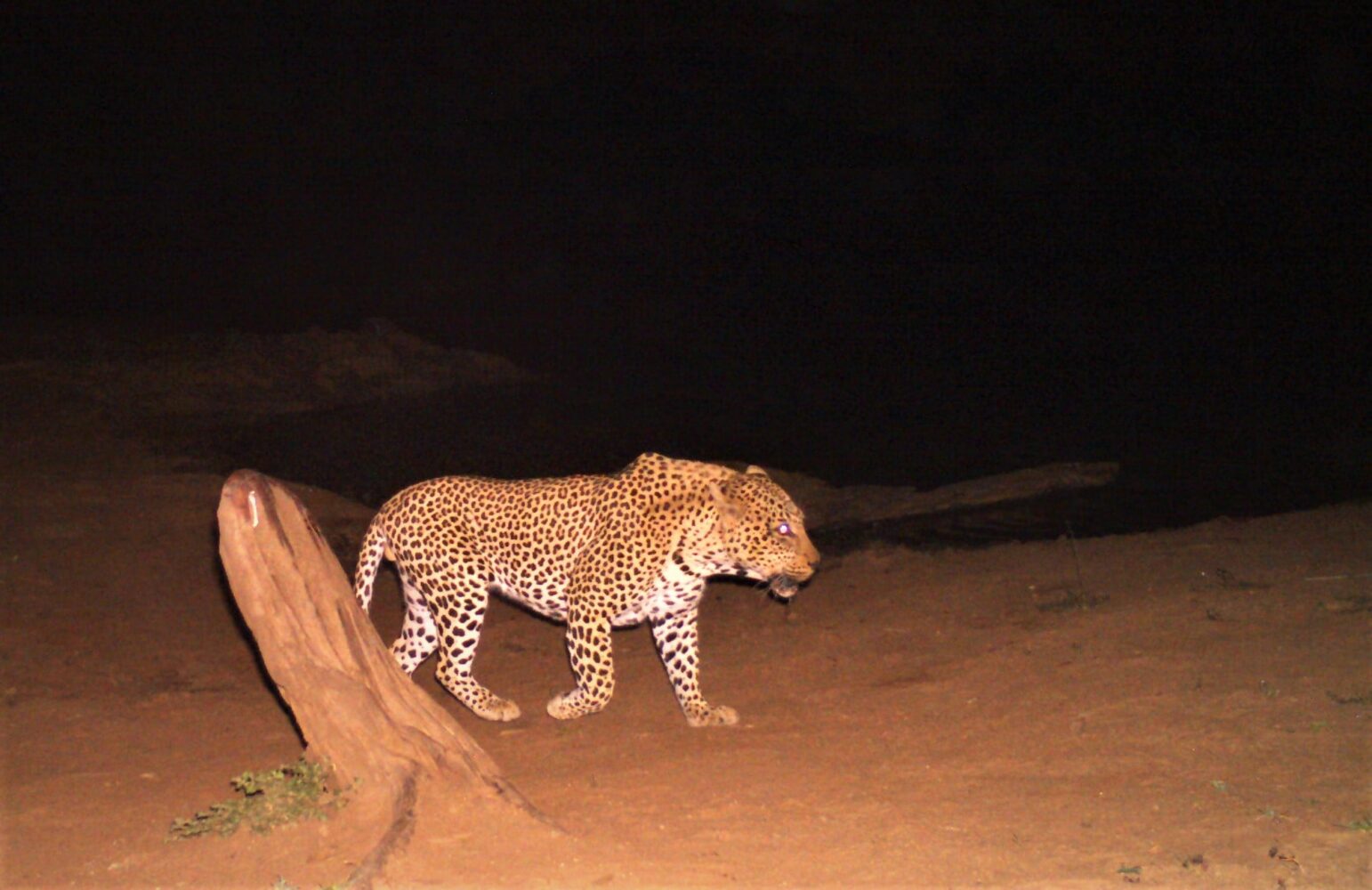 South Africa Wildlife Research - Loop Abroad - Veterinary Study Abroad