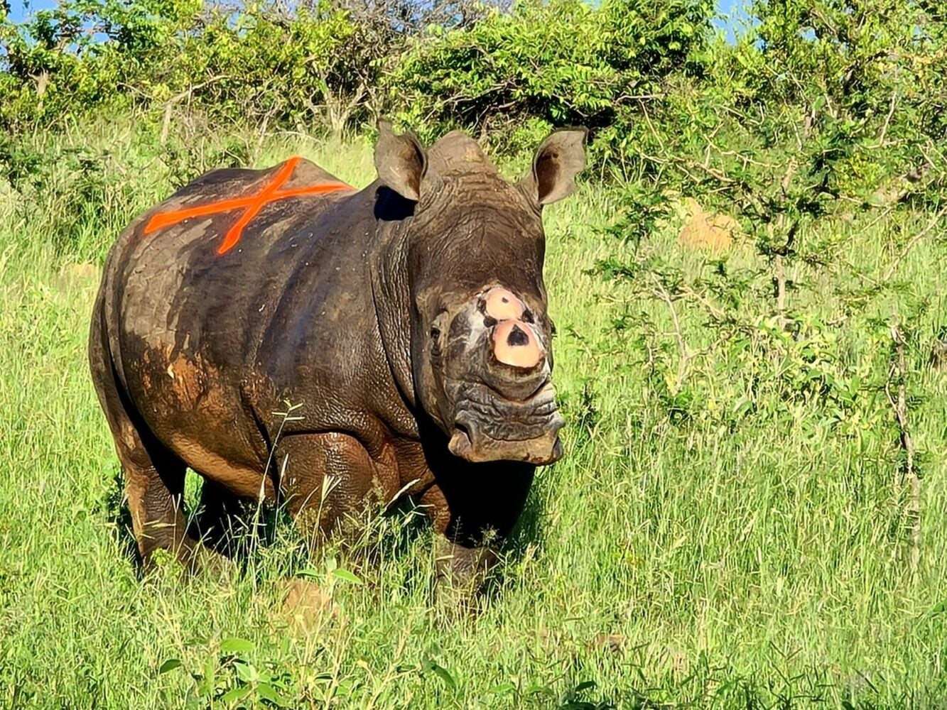 South Africa Wildlife Research - Loop Abroad - Veterinary Study Abroad