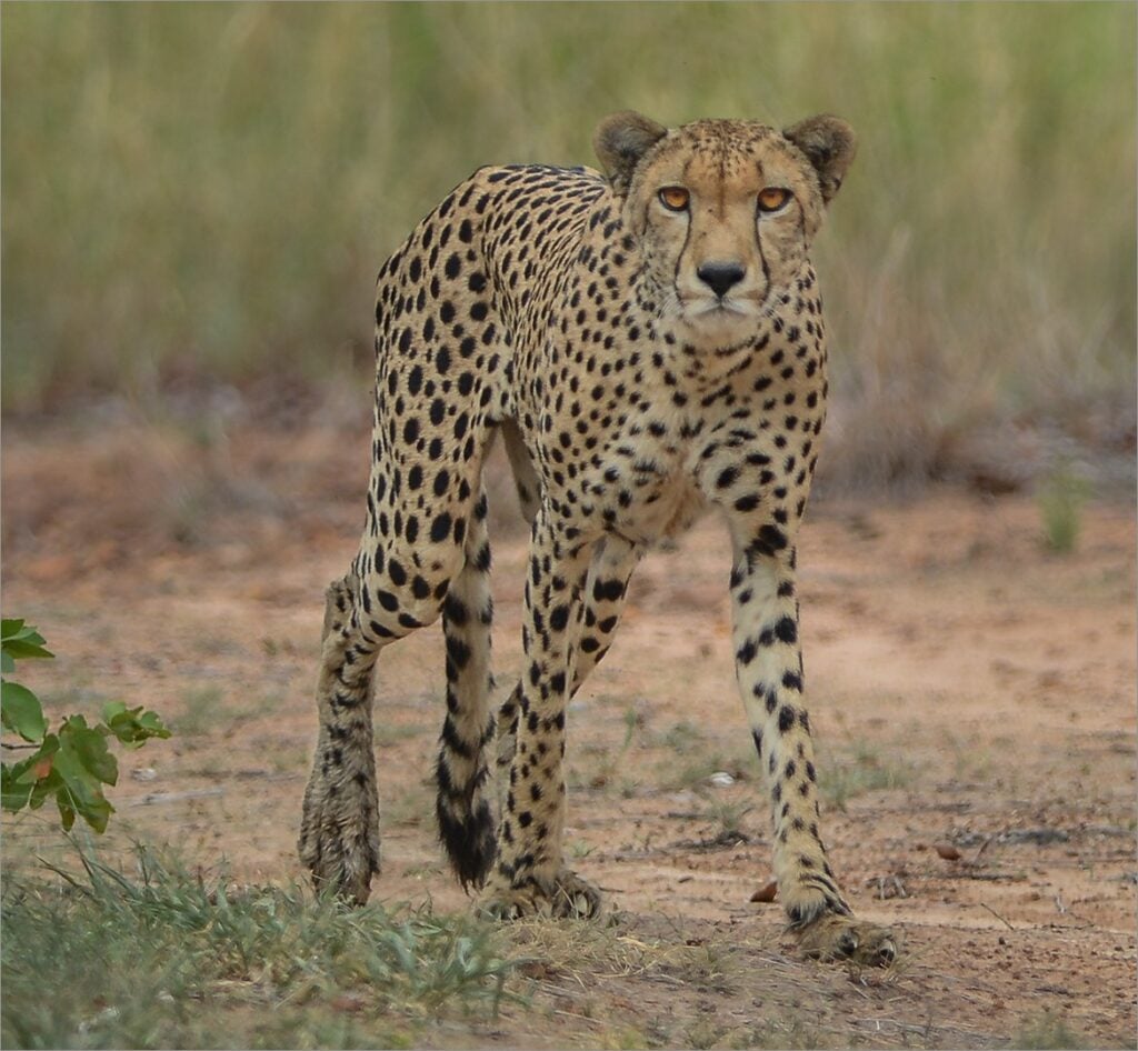 South Africa Wildlife Research - Loop Abroad - Veterinary Study Abroad