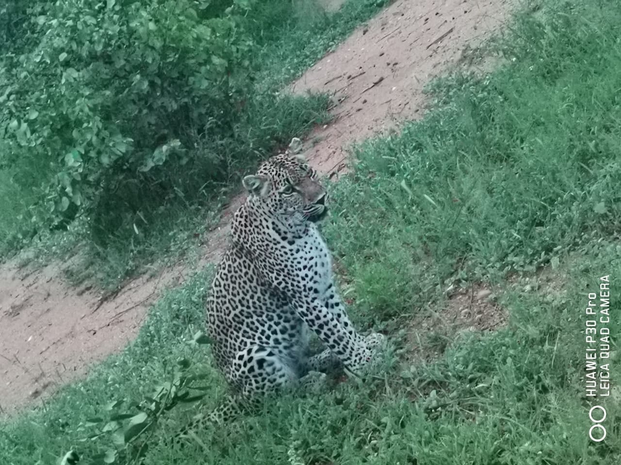 South Africa Wildlife Research - Loop Abroad - Veterinary Study Abroad