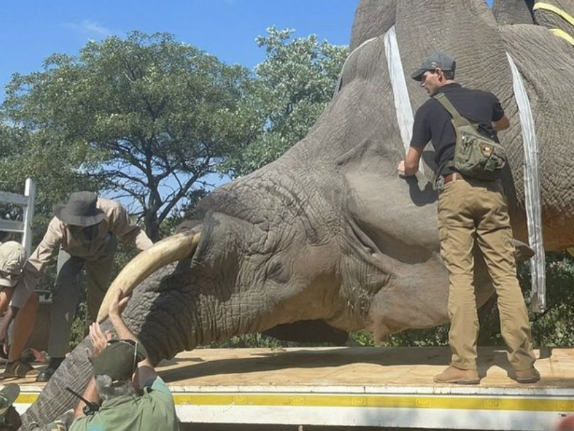 Rhino De-Horning and Elephant Collaring Mission: South Africa ...