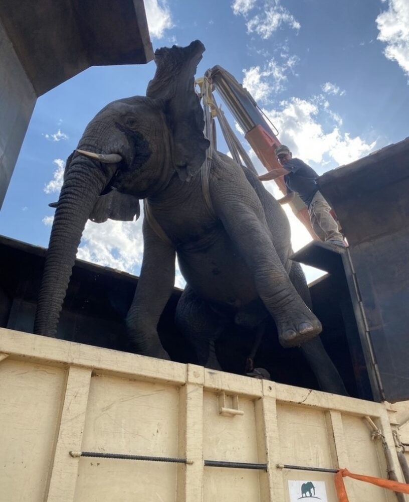 Rhino De-Horning and Elephant Collaring Mission: South Africa ...
