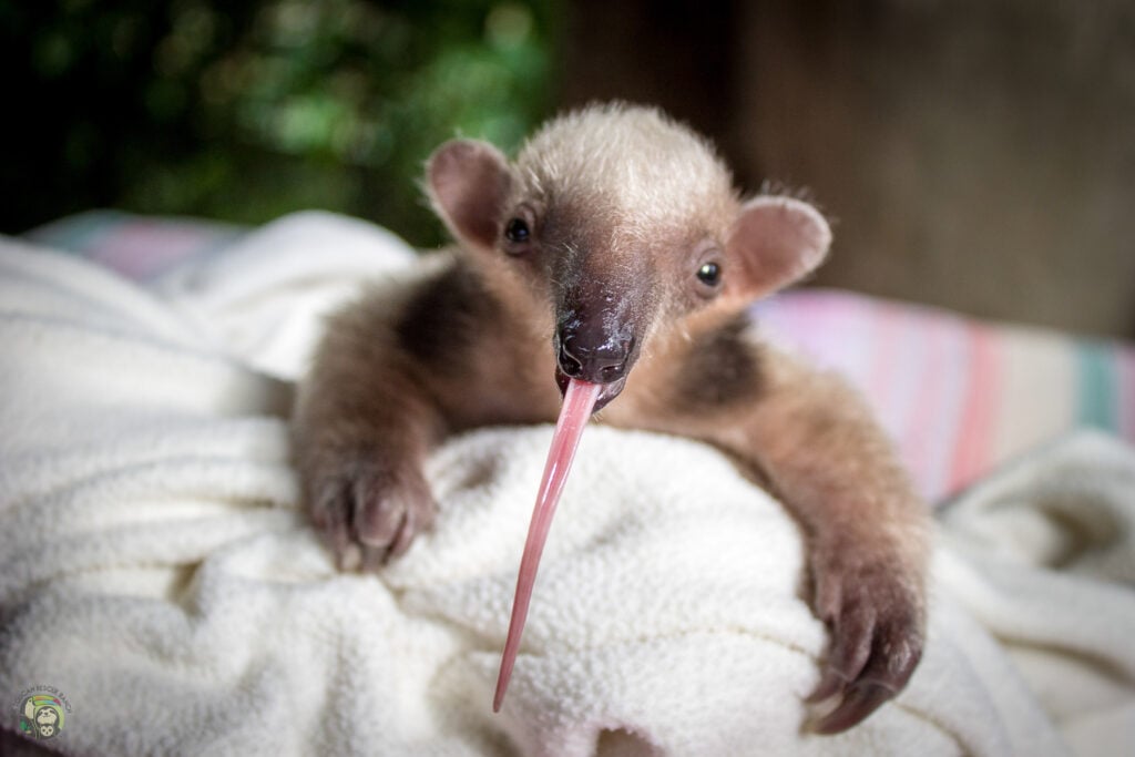 Costa Rica Pre-Vet Internship - Loop Abroad