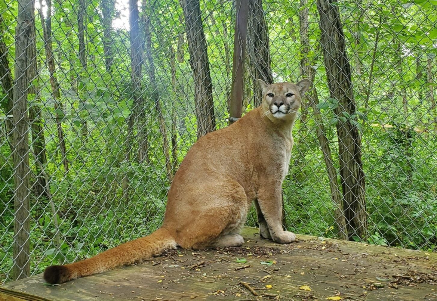 Big Cat Research Week (Indiana, USA) - Loop Abroad
