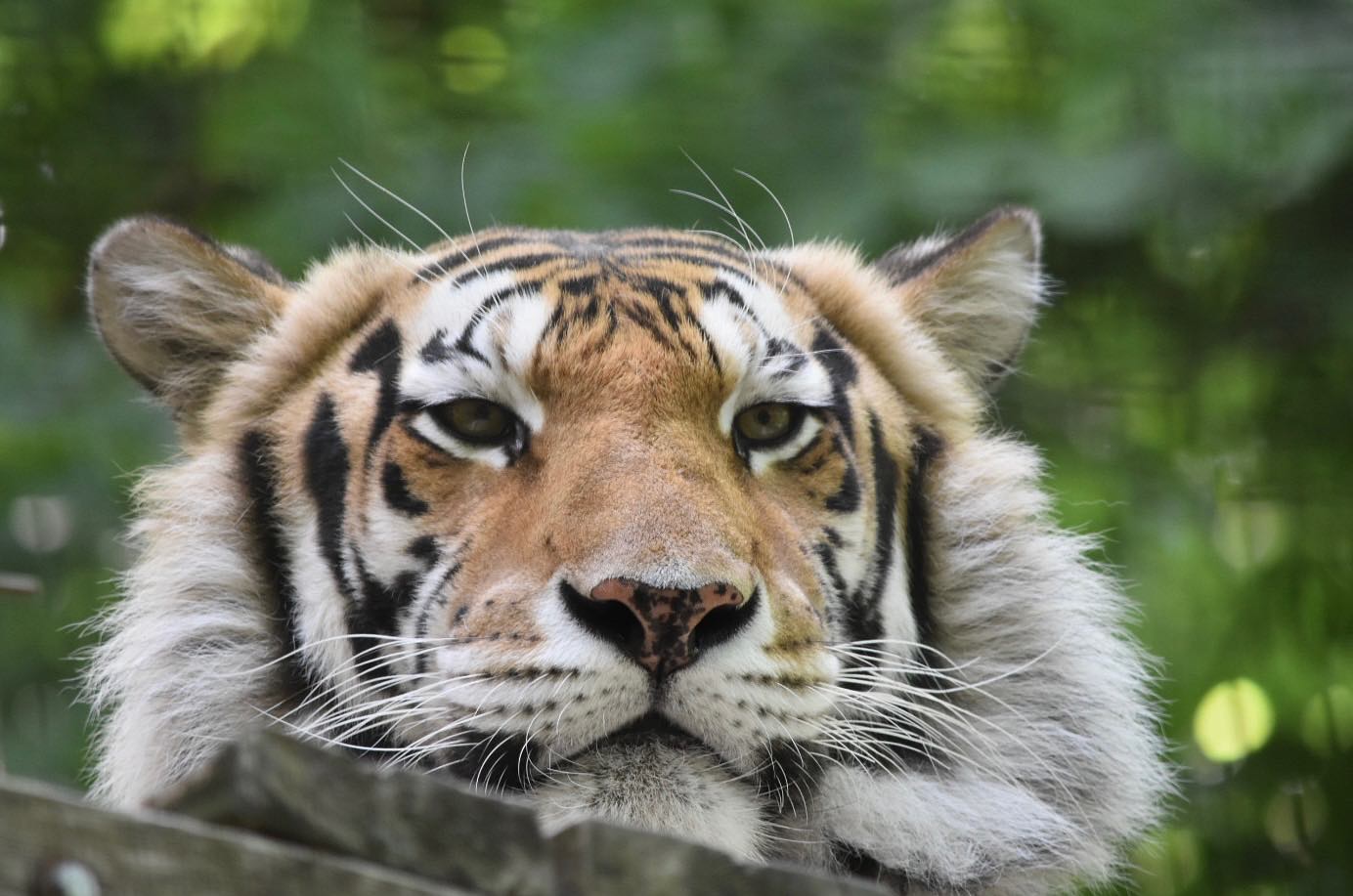 Big Cat Research Week (Indiana, USA) - Loop Abroad