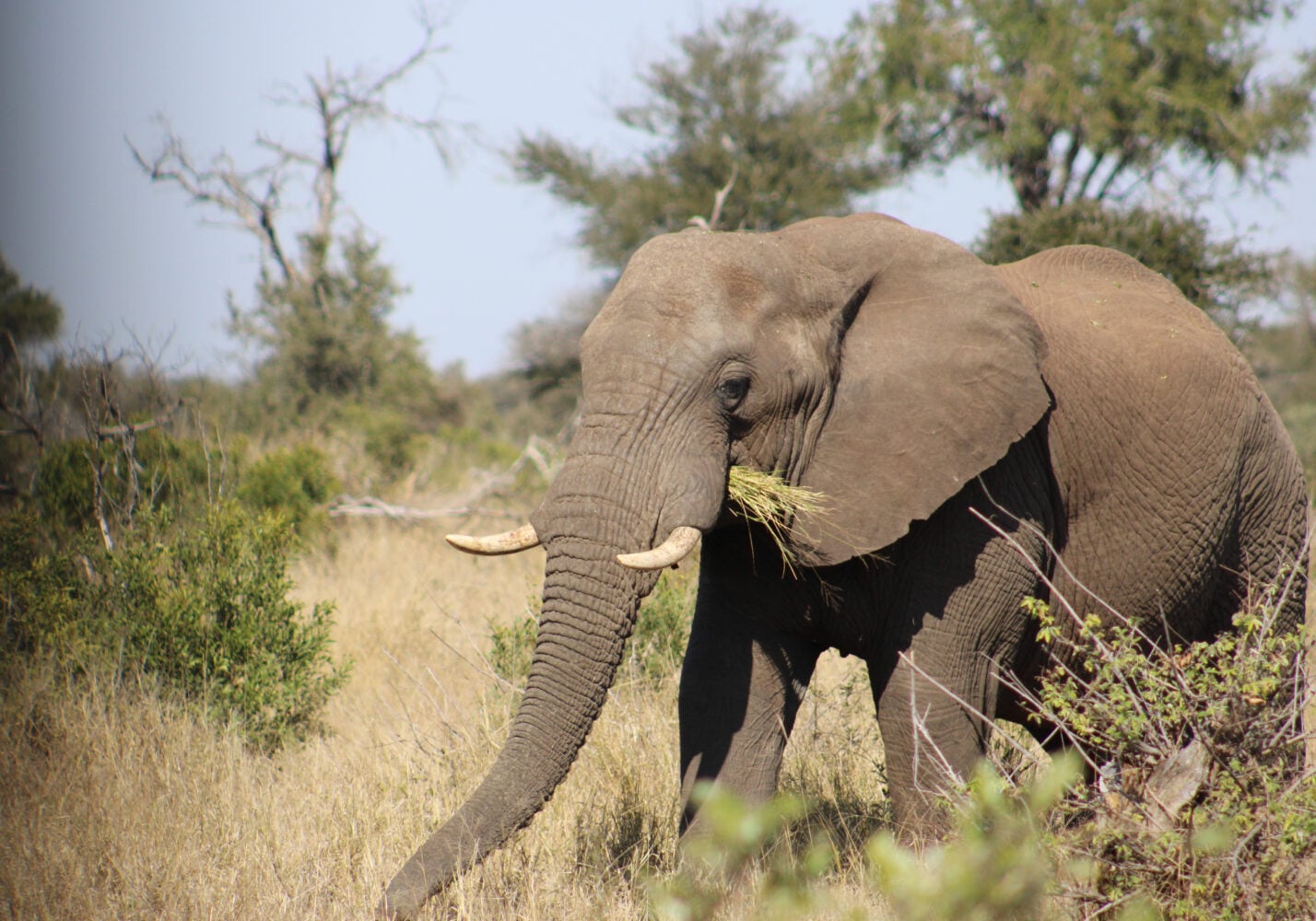 South Africa Pre-Vet Summer Semester - Loop Abroad - Veterinary Service and Study Abroad