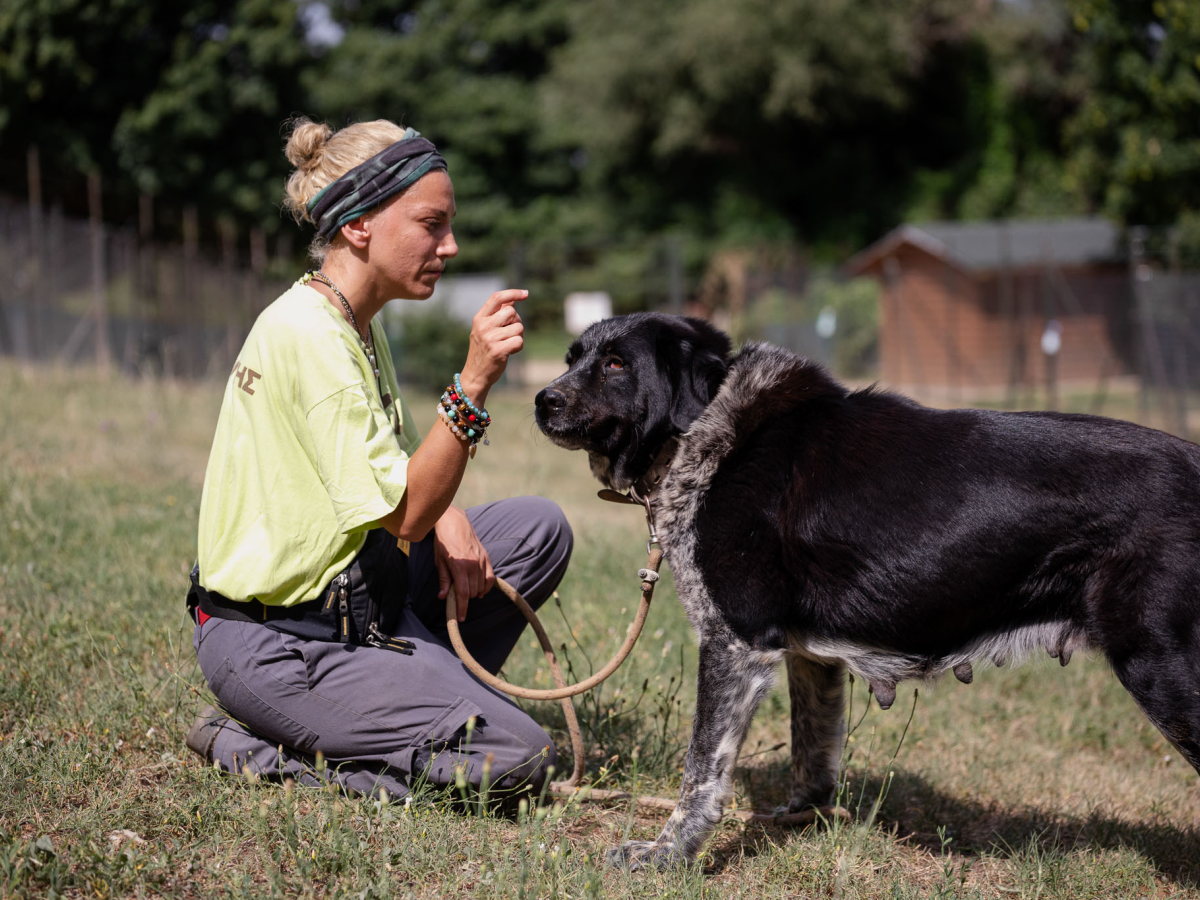 Greece Wildlife Research Internship - Loop Abroad