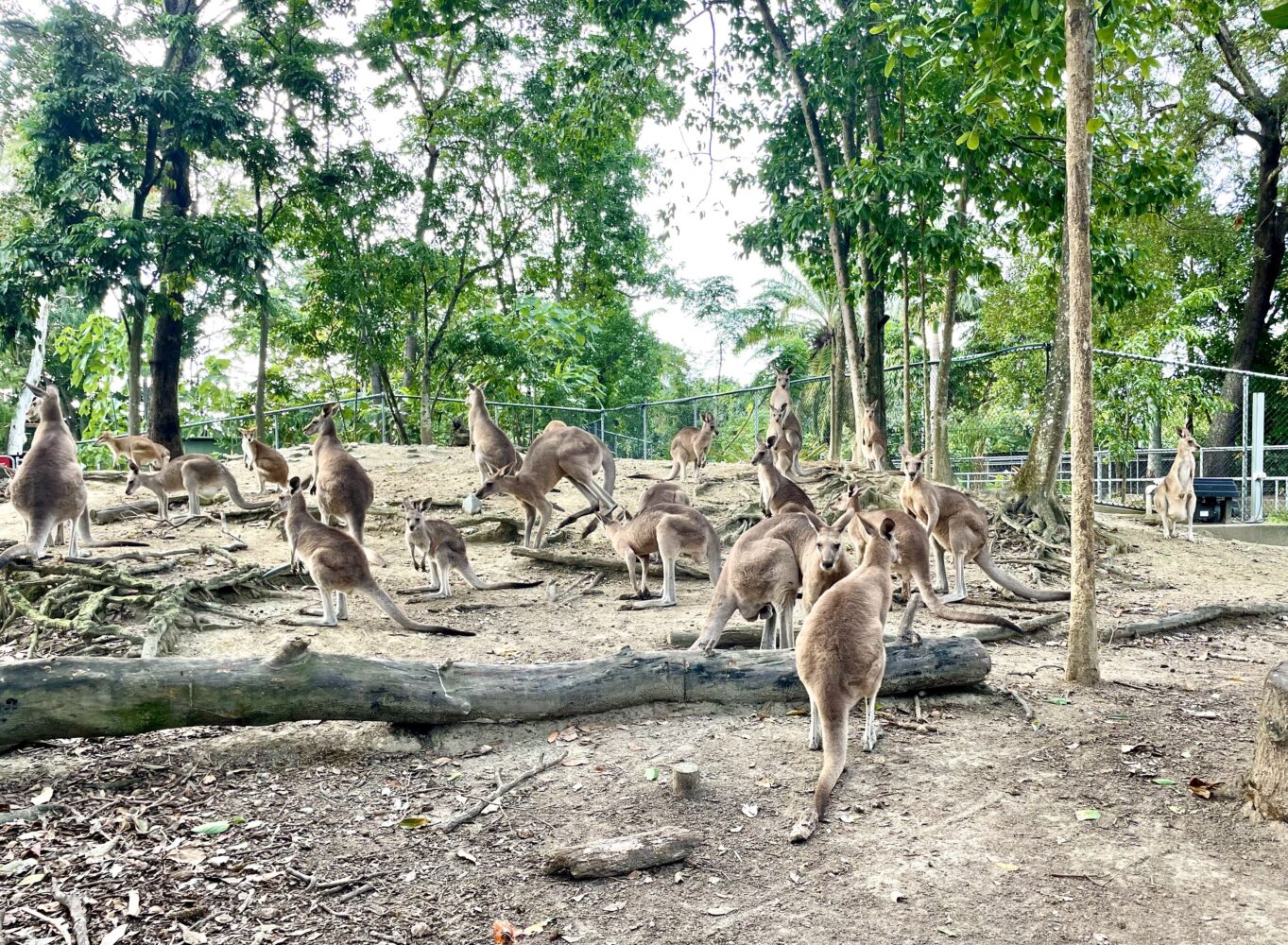 Australia 4-Week Experience - Loop Abroad - Veterinary Service and ...