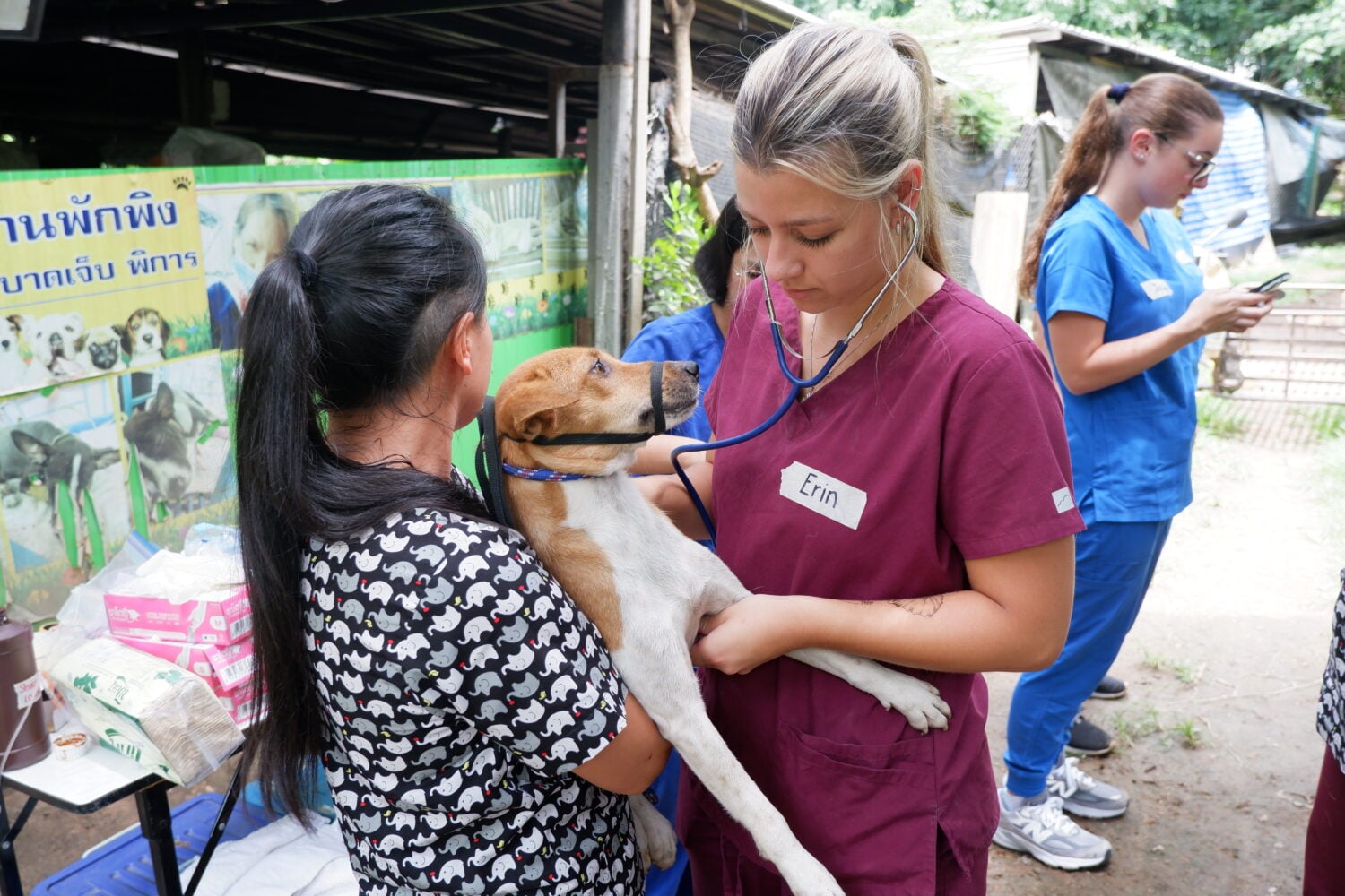 Thailand Vet Tech Program - Loop Abroad - Veterinary Service and Study ...