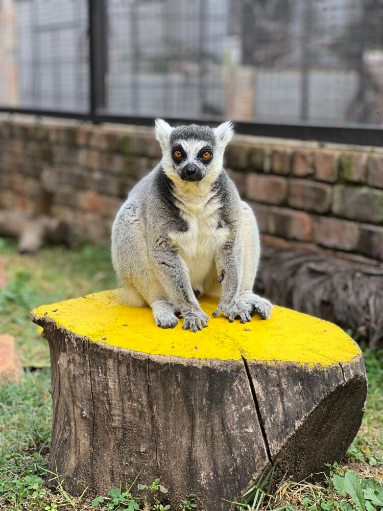 South Africa Zoo Internship - Loop Abroad