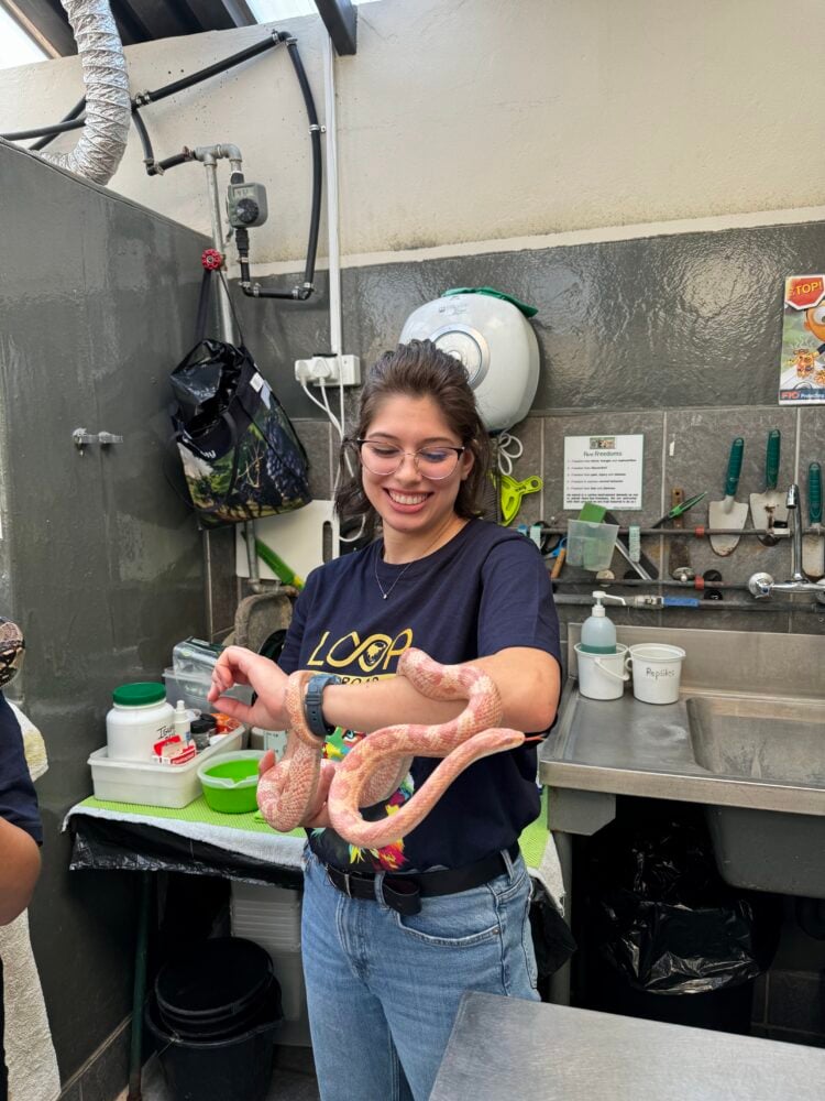 South Africa Zoo Internship - Loop Abroad