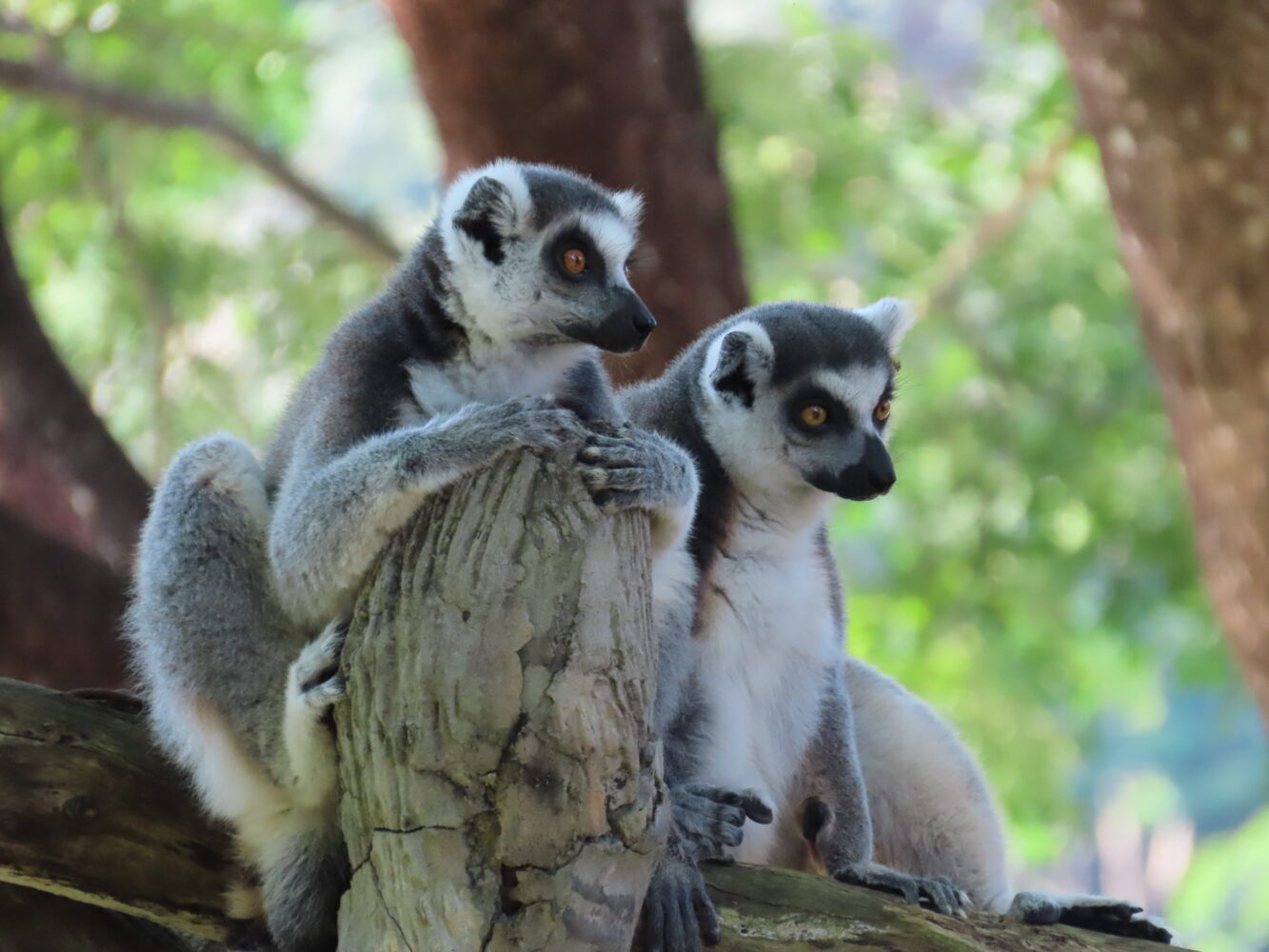 Thailand Pre-Vet Zoo Medicine and Management - Loop Abroad